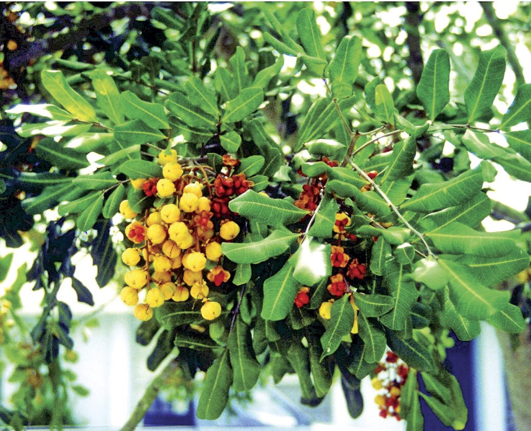 Plants can be invasive - Cape Coral Breeze